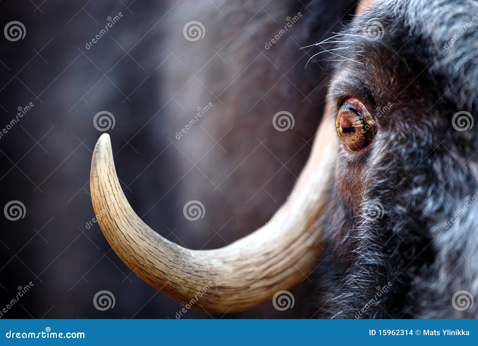 Musk ox stock photo. Image of polar, face, defense, horn - 15962314