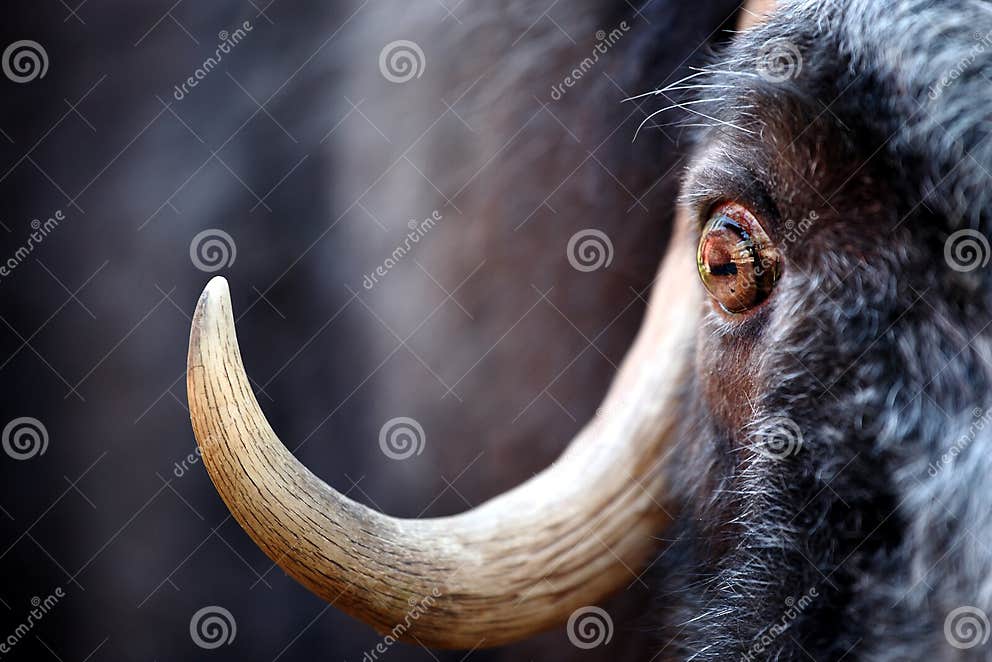 Musk ox stock photo. Image of polar, face, defense, horn - 15962314