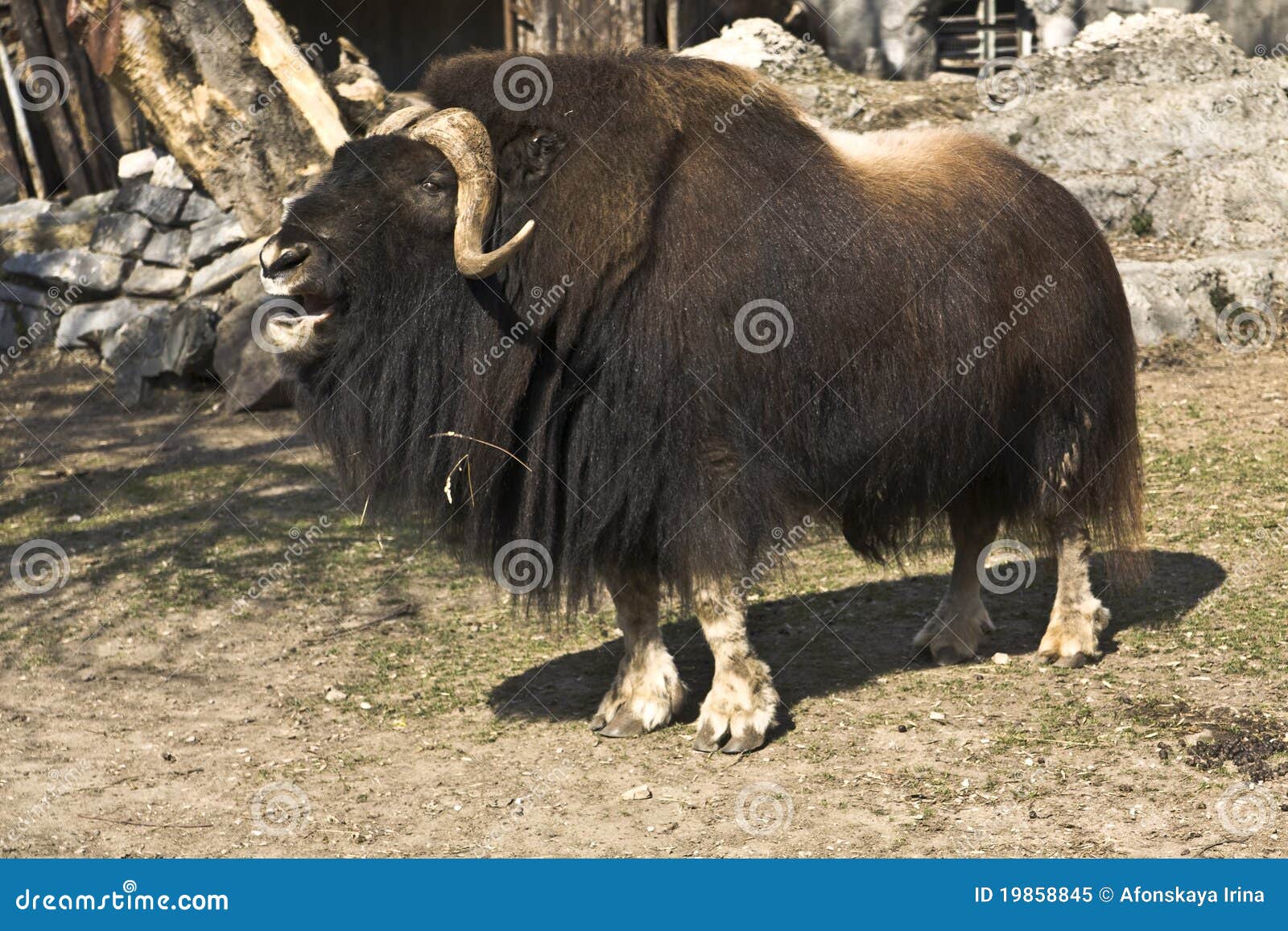 Musk ox stock image. Image of animal, nature, ovibos - 19858845