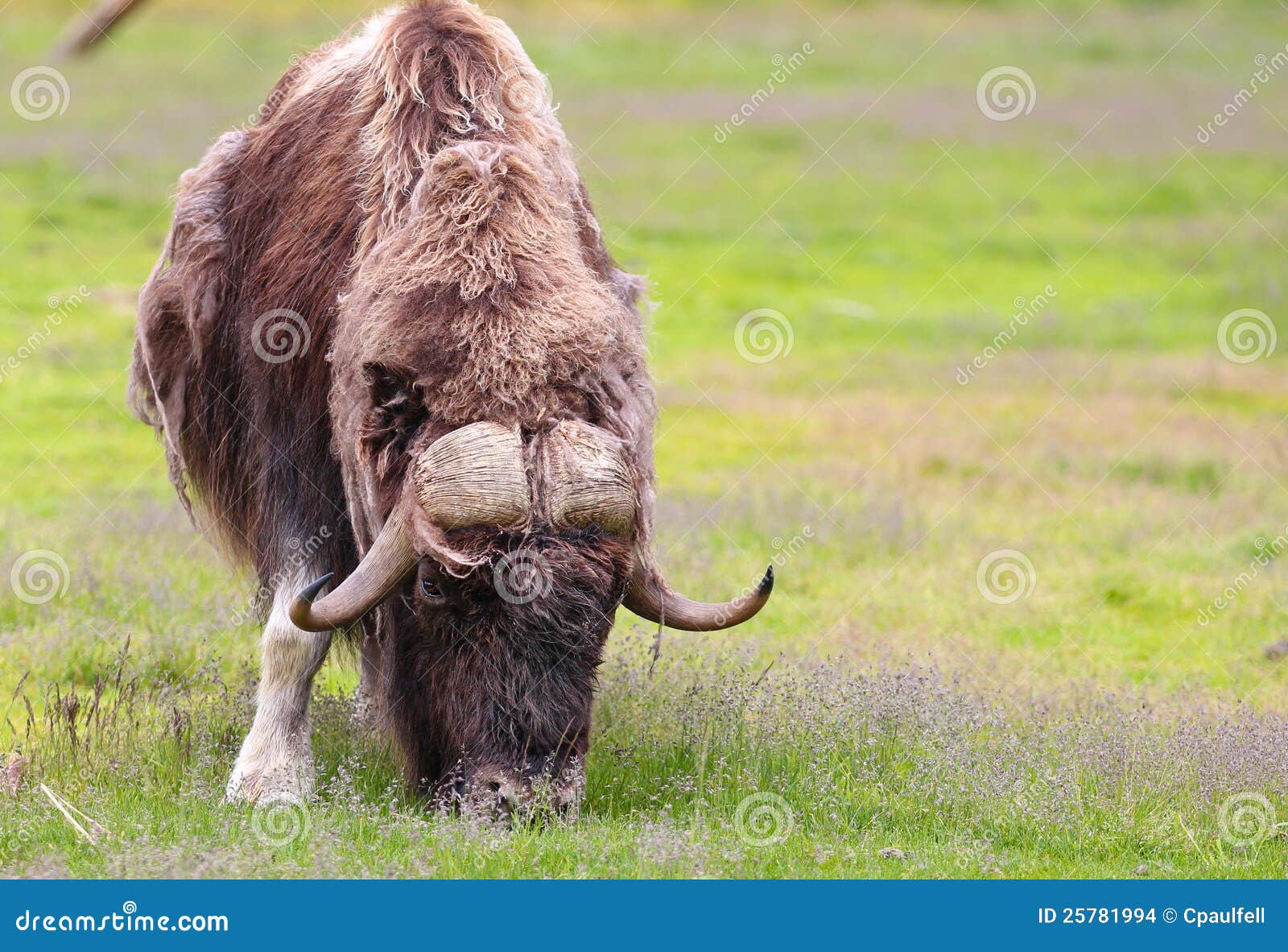 Musk ox stock photo. Image of male, polar, fauna, nature - 25781994