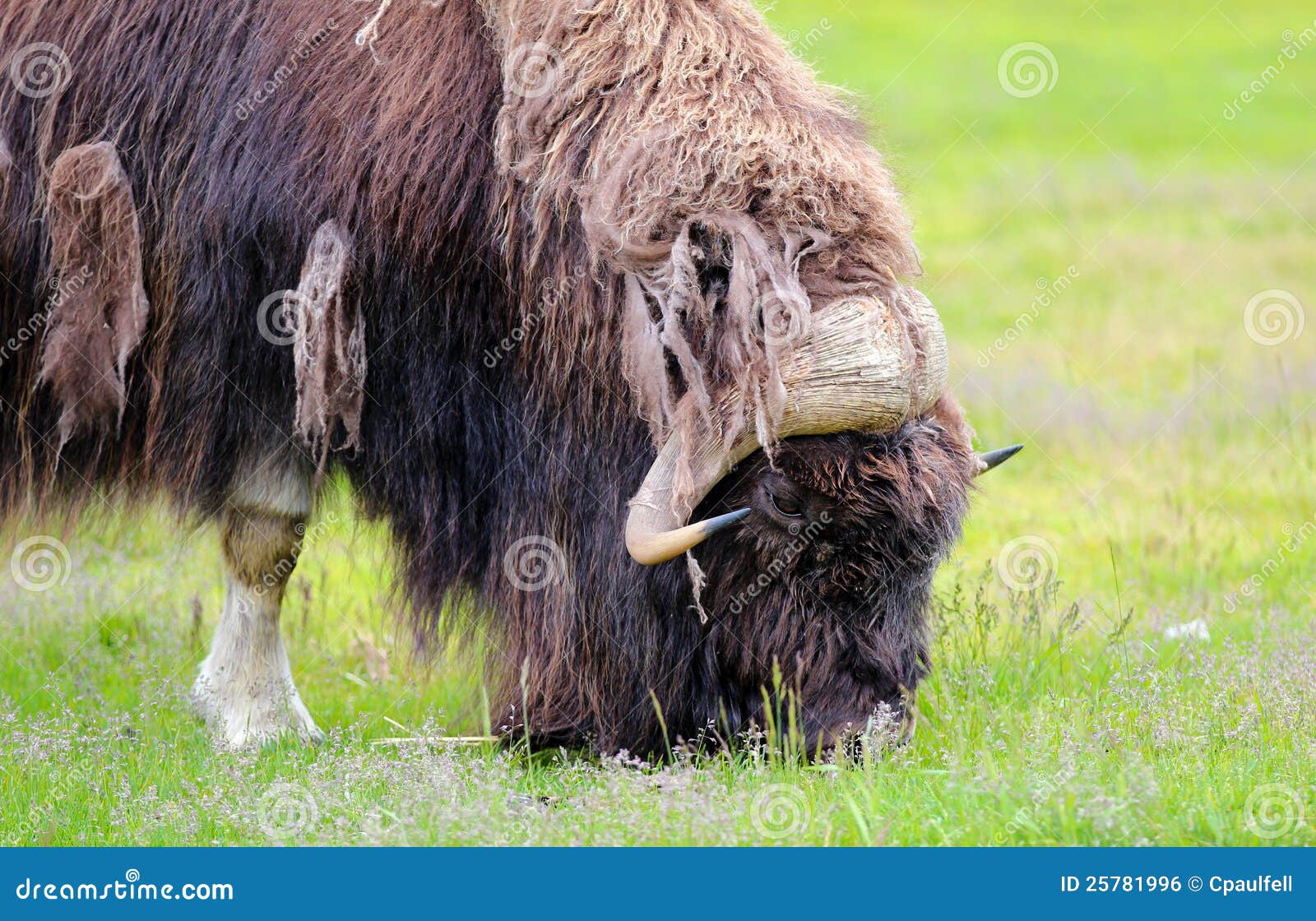 Musk ox stock photo. Image of greenland, wild, cold, outdoors - 25781996