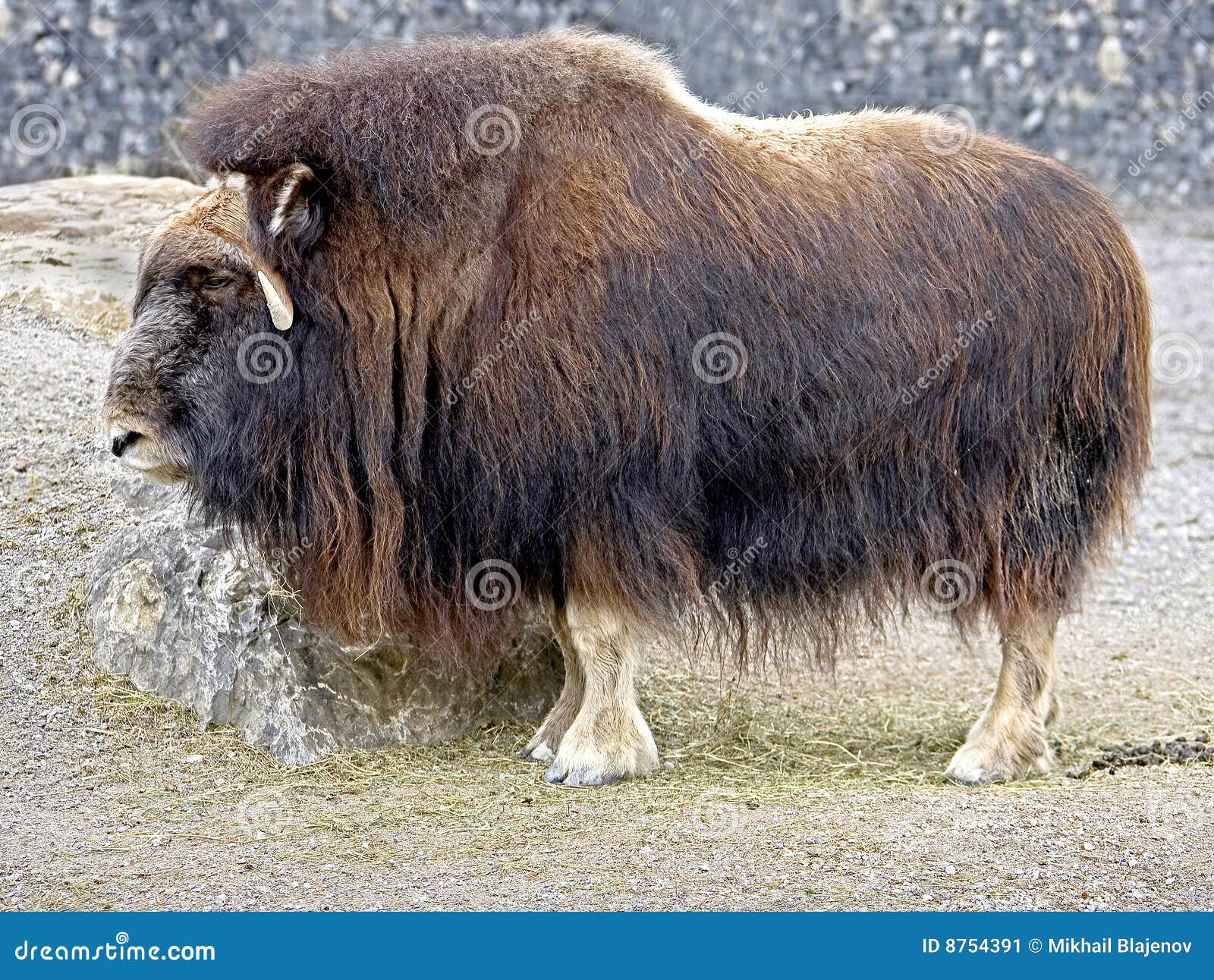 Musk-ox 3 stock image. Image of hoof, nice, ruminant, animal - 8754391
