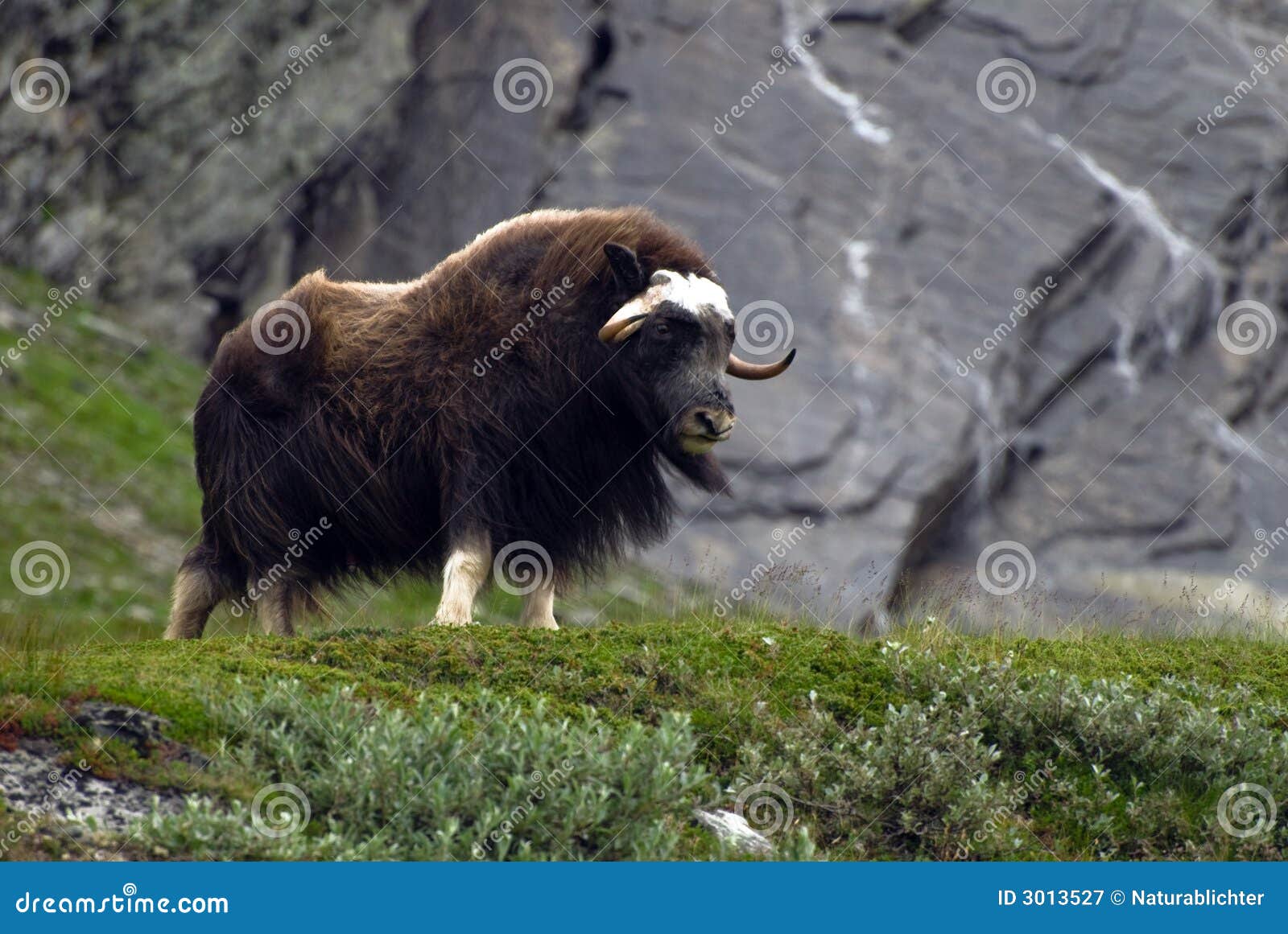 Musk ox stock image. Image of ovibos, scandinavia, mustela - 3013527