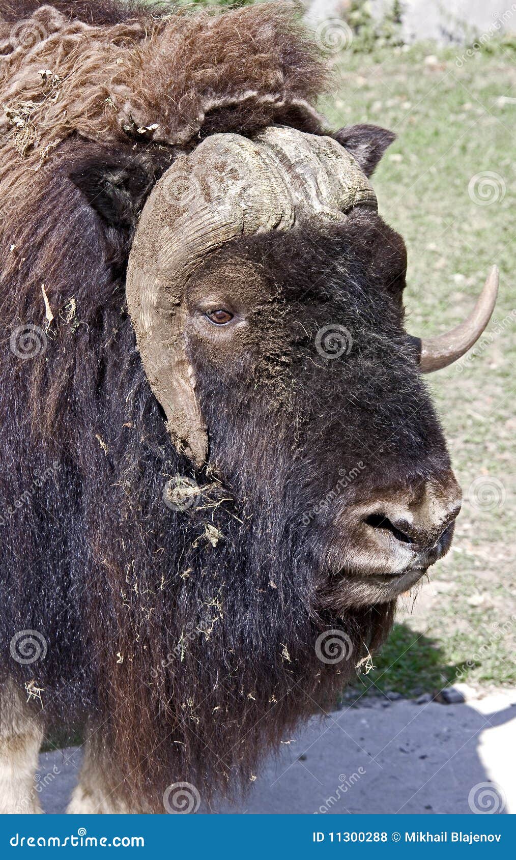 Musk-ox 5 stock photo. Image of fauna, creature, portrait - 11300288