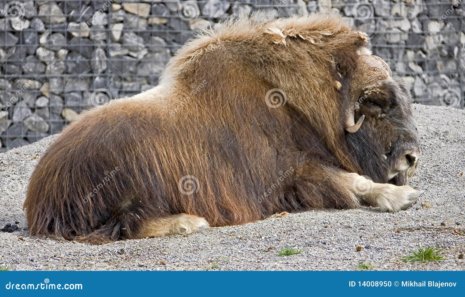 Musk-ox 6 stock photo. Image of musk, animal, north, hoof - 14008950