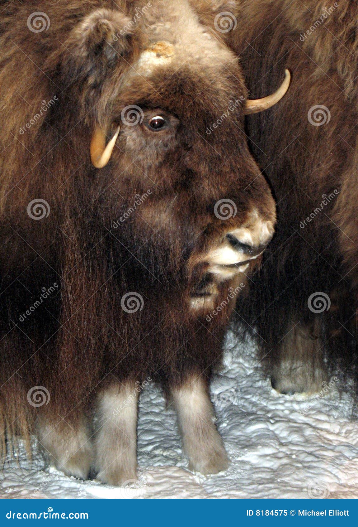 Musk Ox stock image. Image of snow, long, eyes, young - 8184575