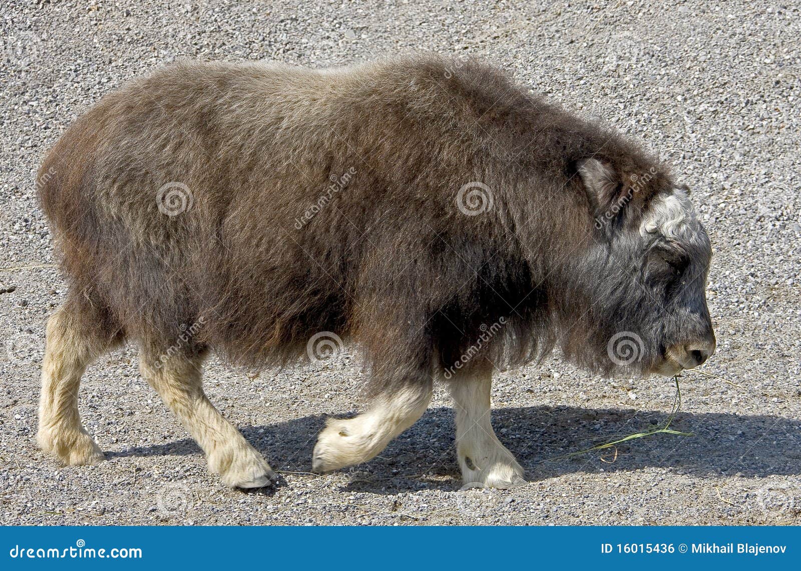 Musk-ox calf 2 stock photo. Image of nature, bull, mighty - 16015436