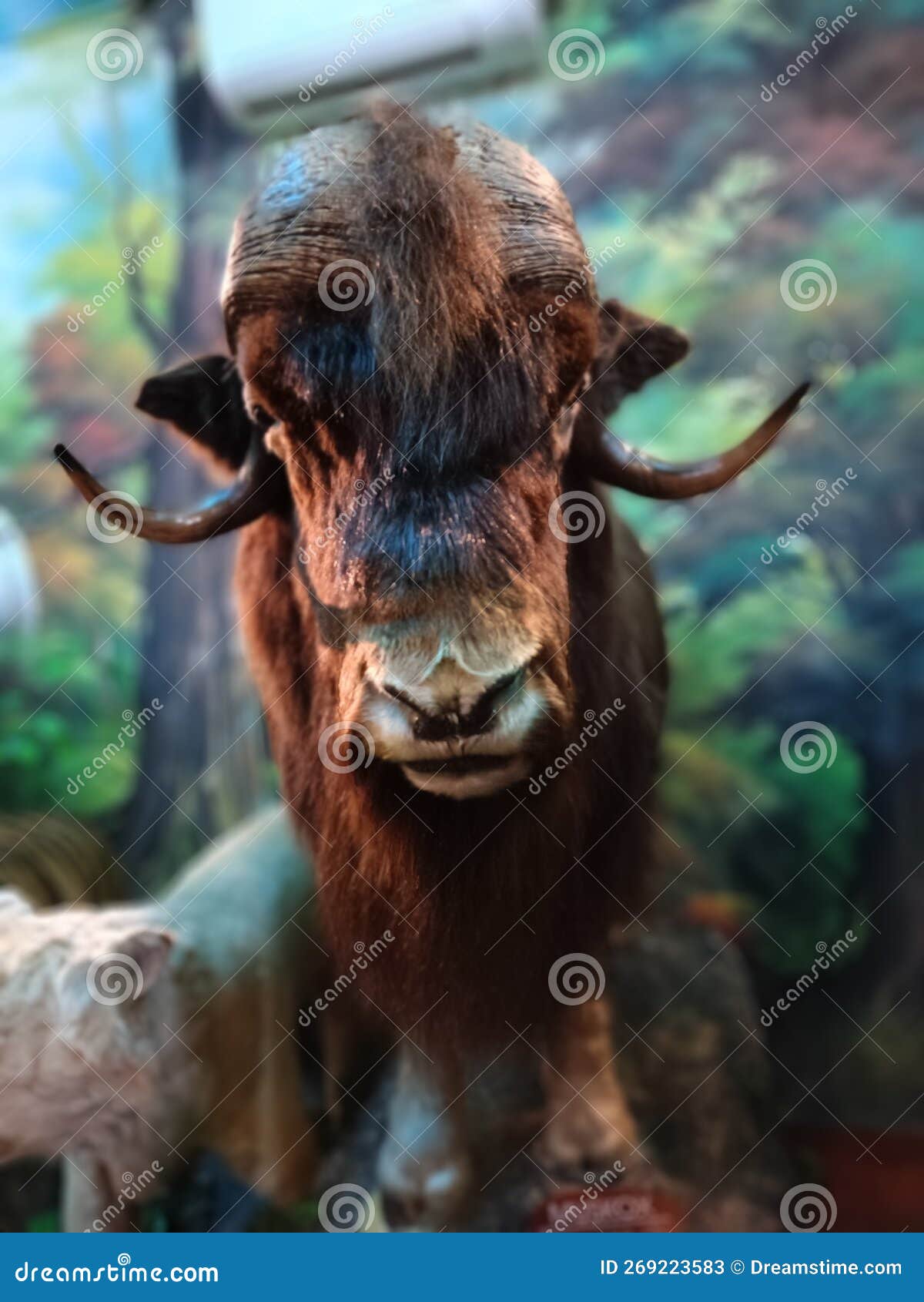 Musk Ox Close Up stock image. Image of goat, elephant - 269223583