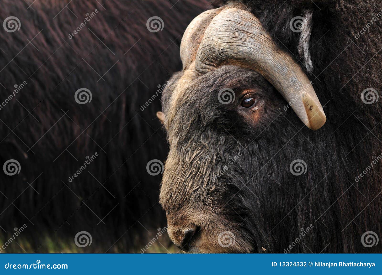 11,542 Ox Photos - Free & Royalty-Free Stock Photos from Dreamstime