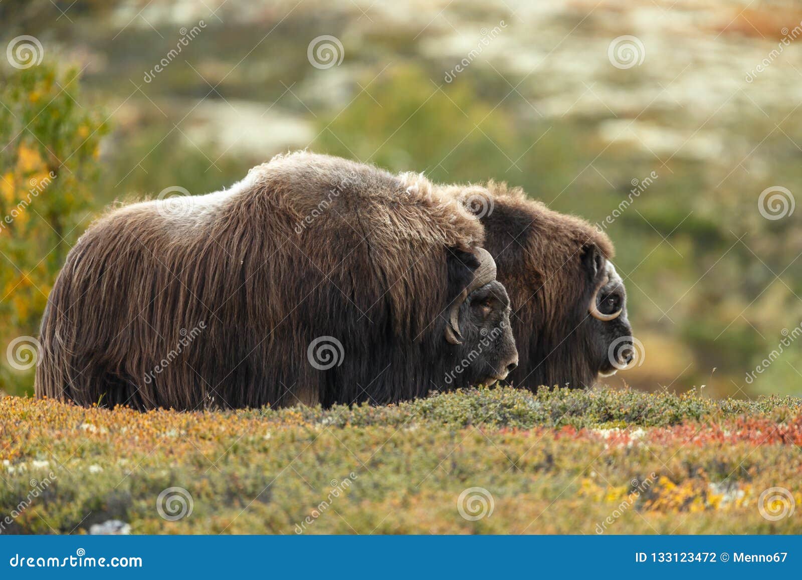 Musk-ox in a Fall Colored Setting at Dovrefjell Norway. Stock Photo ...