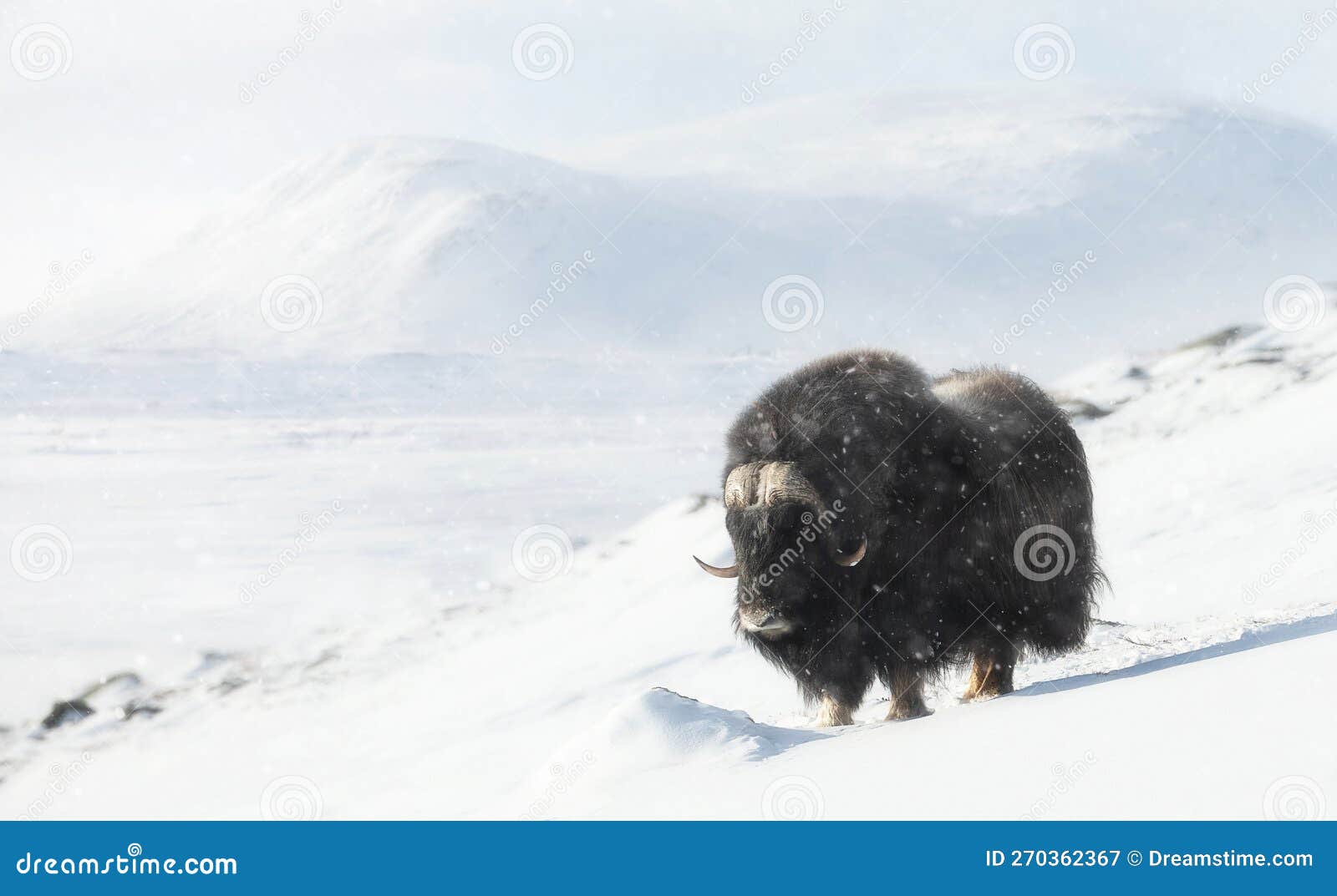 Musk Ox in the Falling Snow in Winter Stock Image - Image of male ...