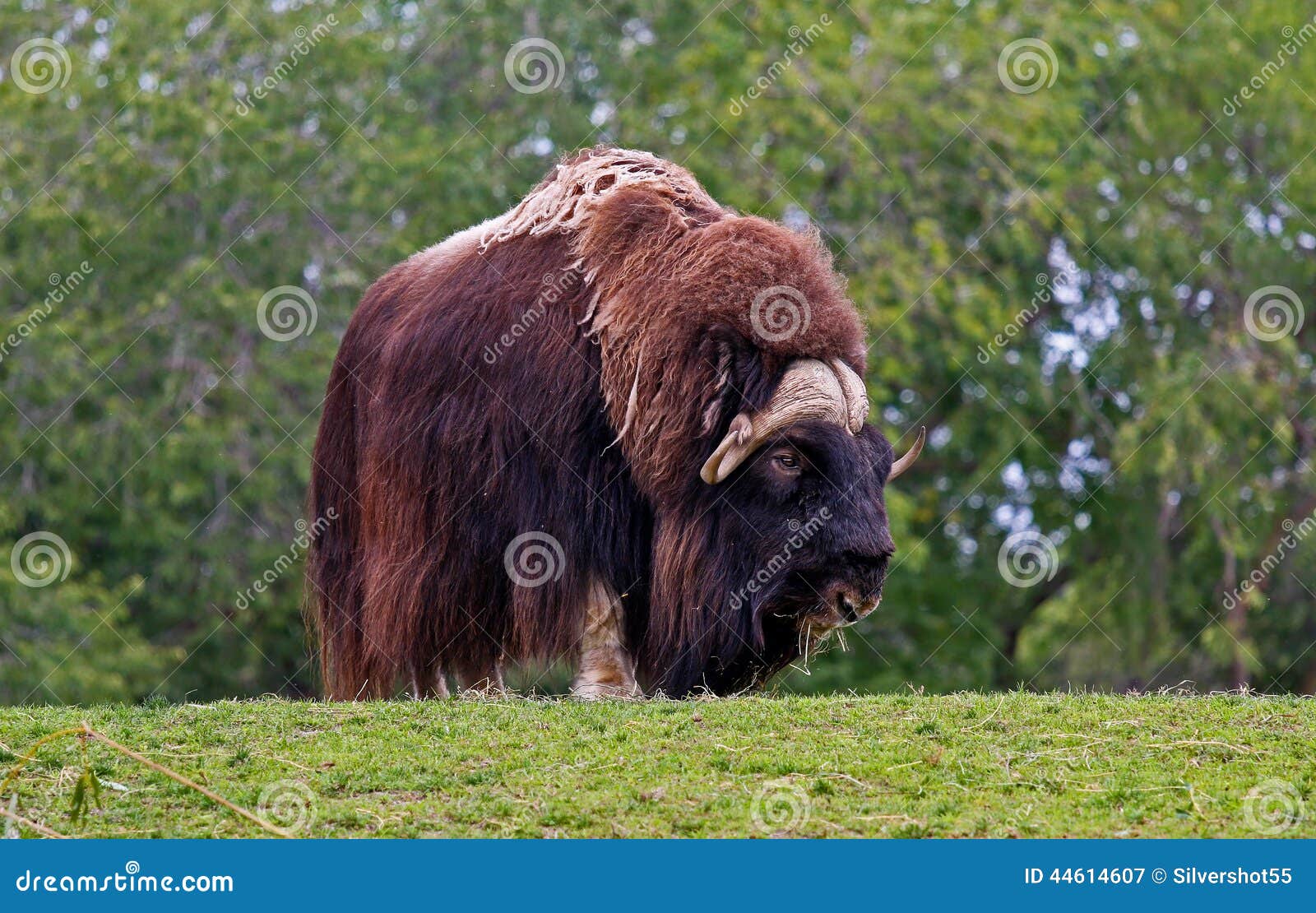 Musk Ox stock image. Image of mamal, musk, endangered - 44614607