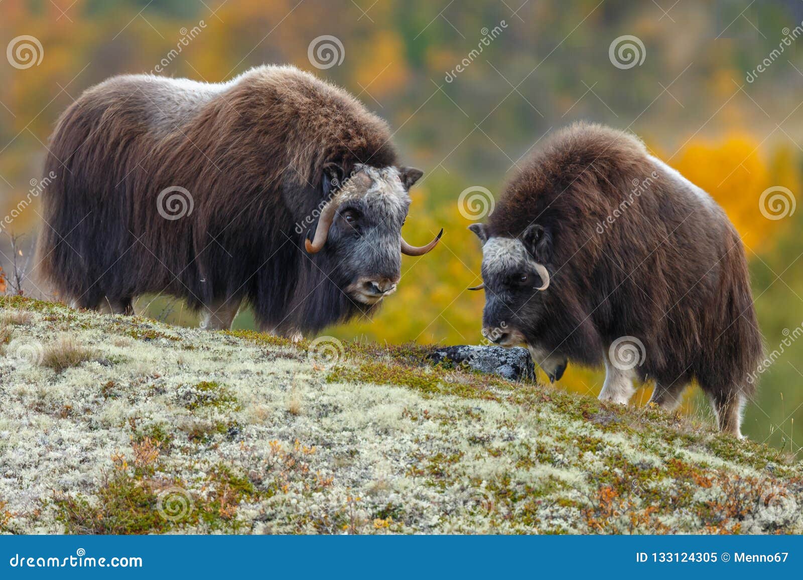 Musk-ox in a Fall Colored Setting at Dovrefjell Norway. Stock Image ...
