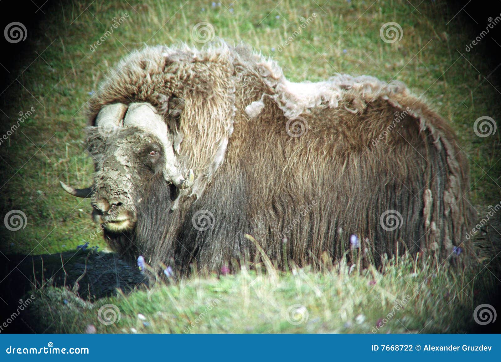 Musk ox male stock photo. Image of wild, wire, island - 7668722