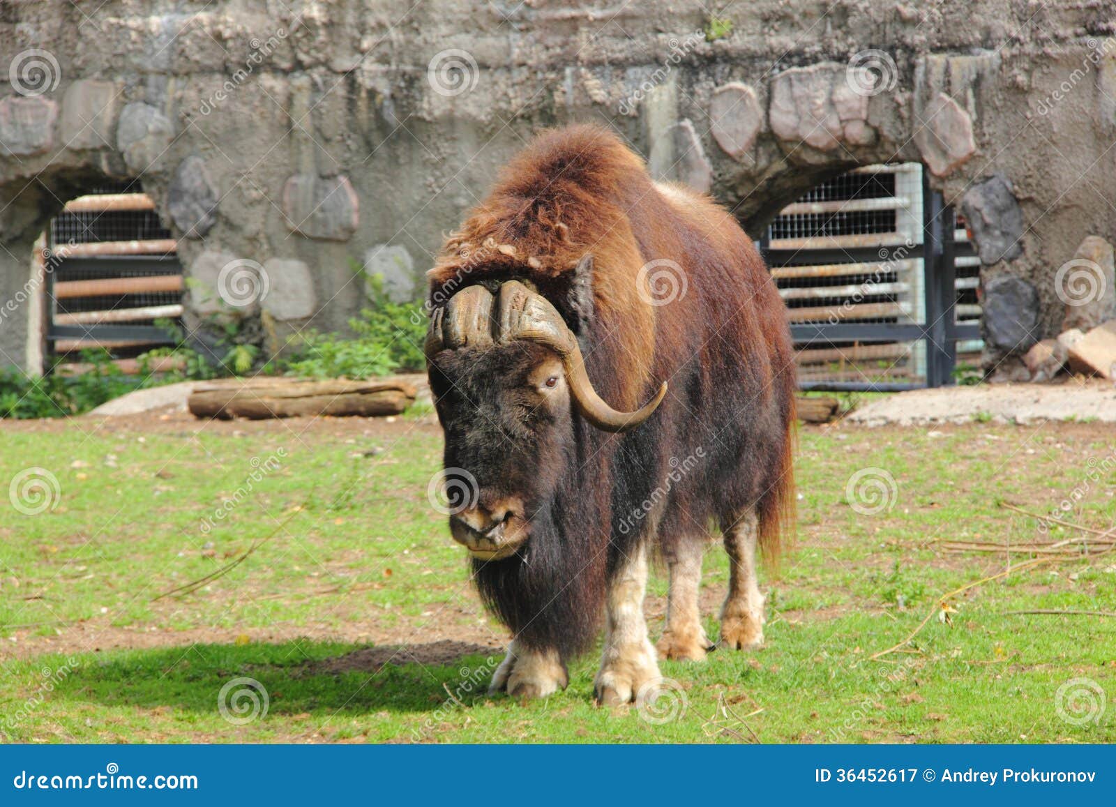 Musk ox. stock image. Image of hoof, eating, hoofed, greenland - 36452617