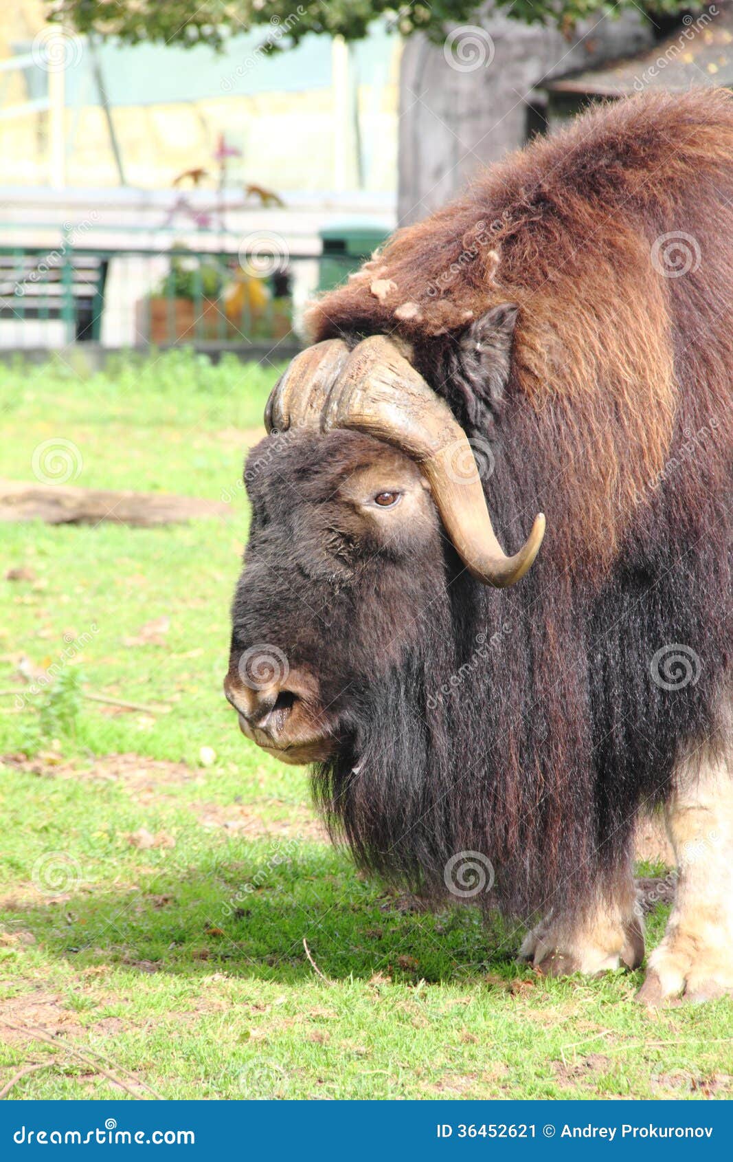 Musk ox. stock image. Image of face, animals, bull, hoof - 36452621