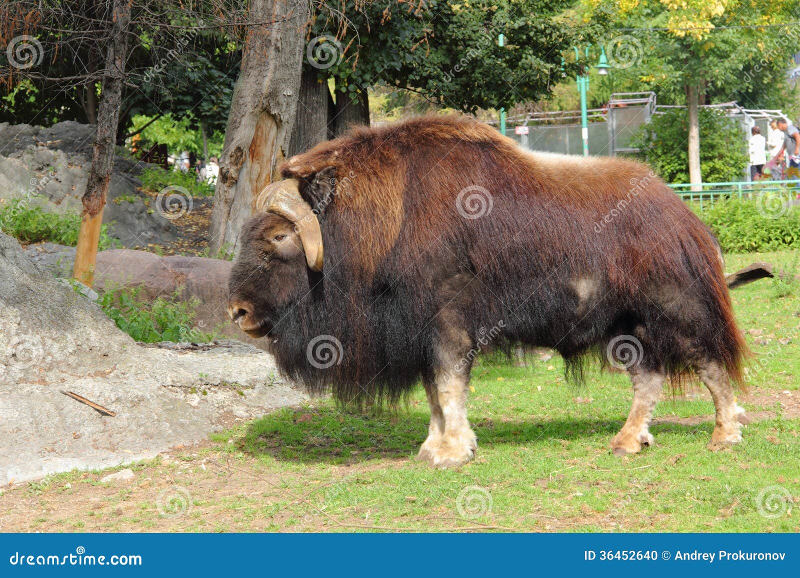 Musk ox. stock photo. Image of bison, hoof, hjerkinn - 36452640