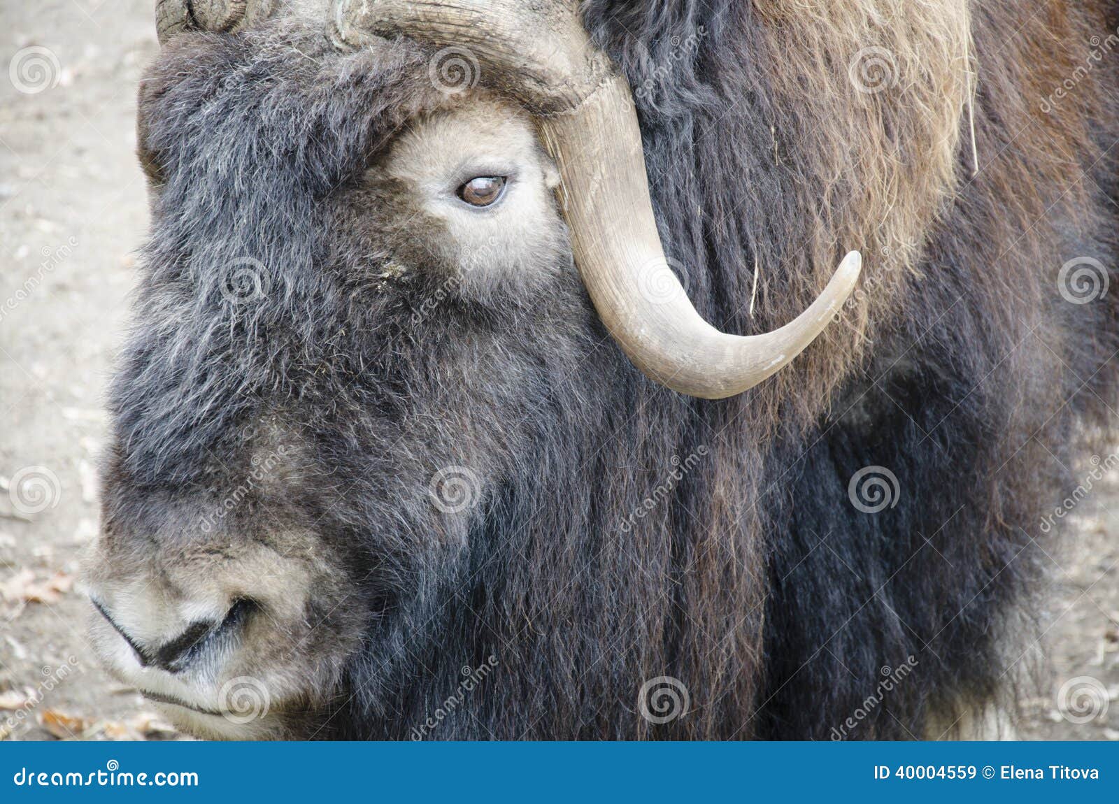 Musk ox stock image. Image of hooped, nature, animal - 40004559