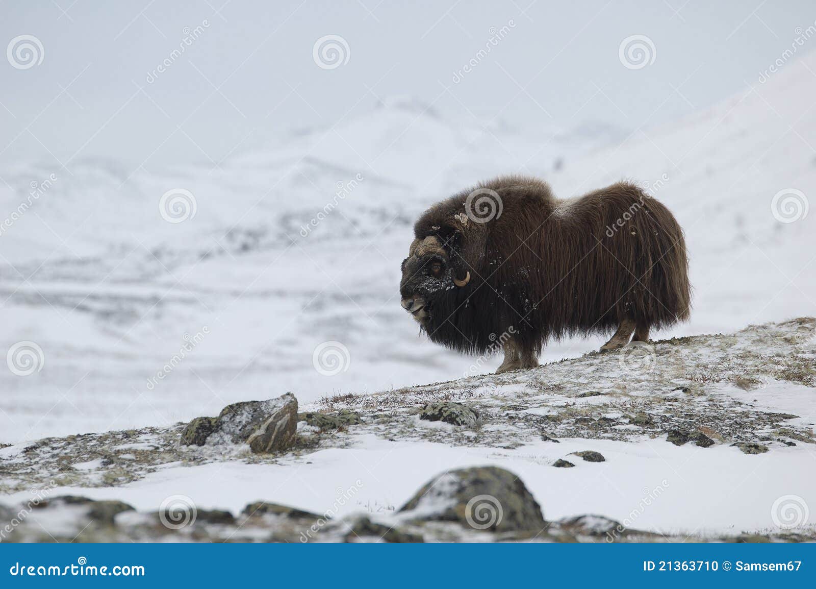 Musk-ox in winter stock photo. Image of backgrounds, water - 21363710