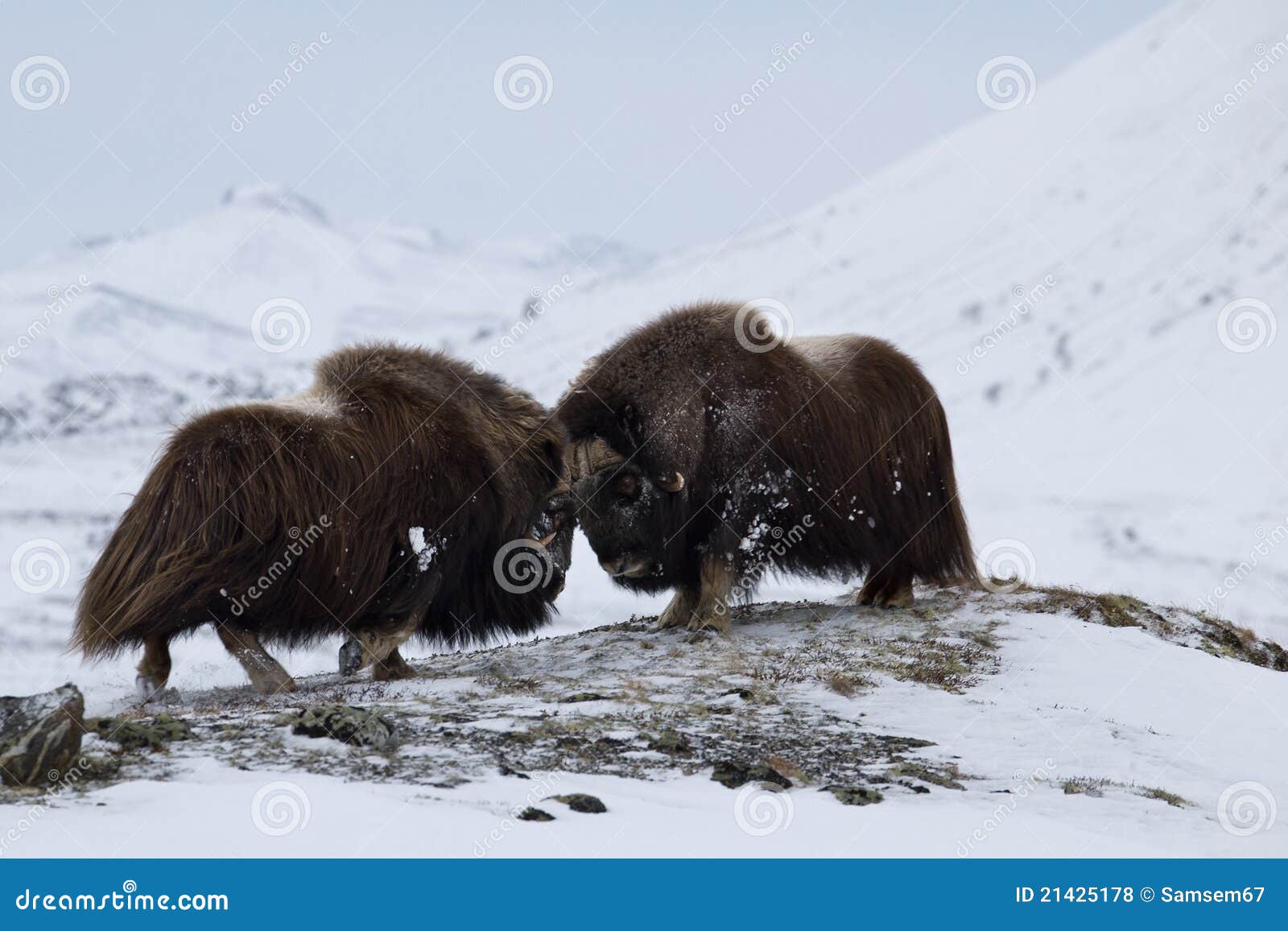 Musk-ox in winter stock photo. Image of beauty, mountain - 21425178