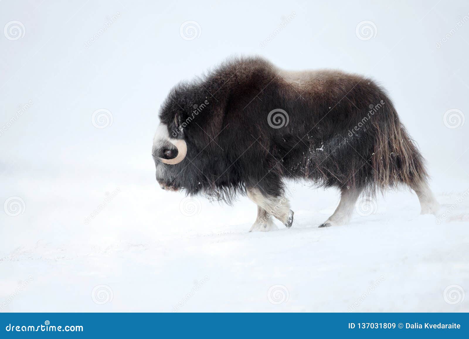 Musk Ox in Winter stock image. Image of conditions, park - 137031809
