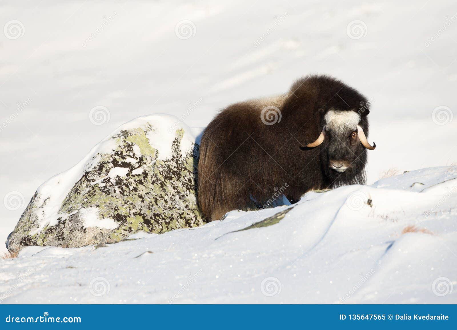 Musk Ox in Winter stock image. Image of musk, alone - 135647565