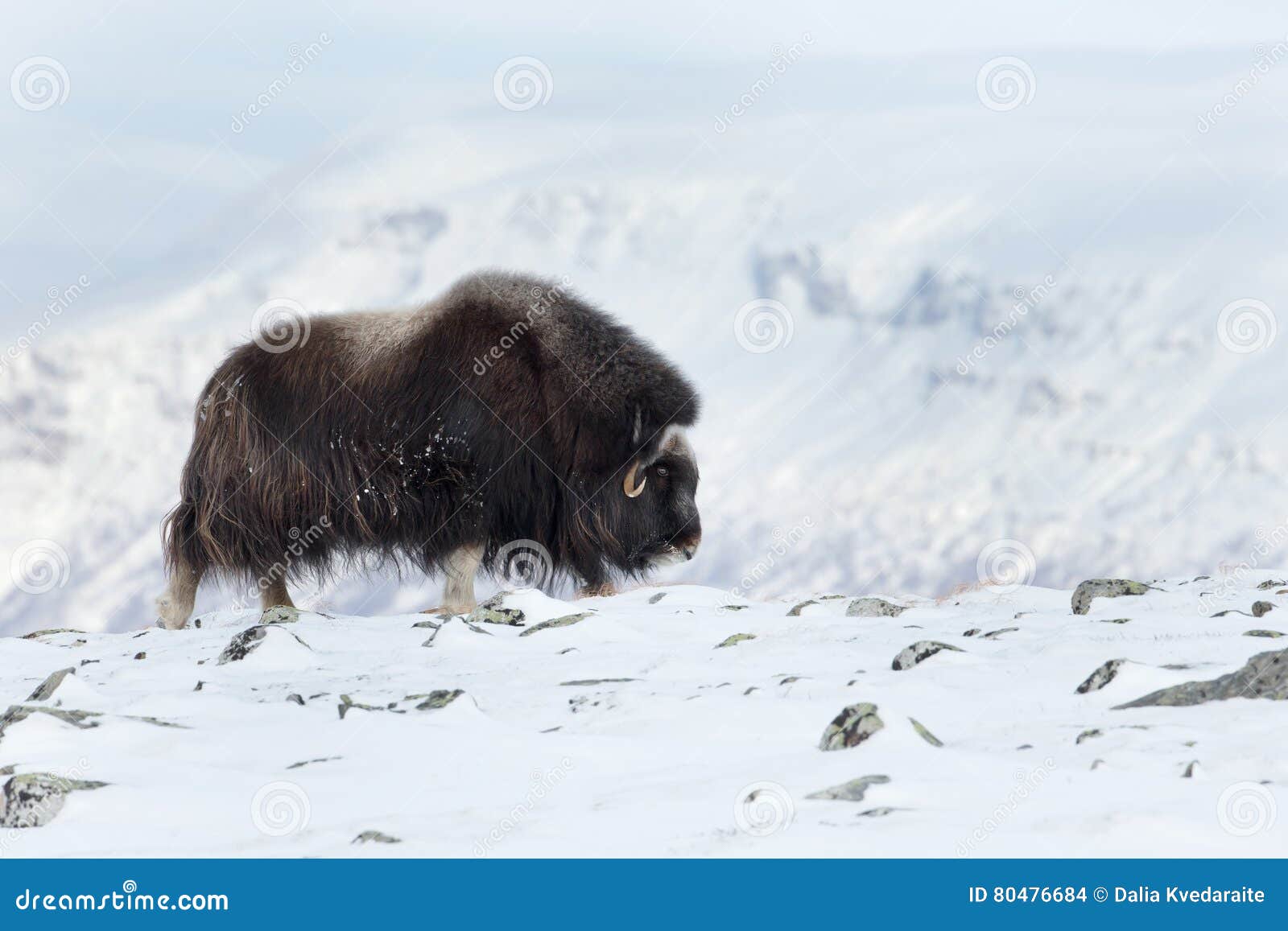 Musk Ox in winter stock photo. Image of norway, alone - 80476684