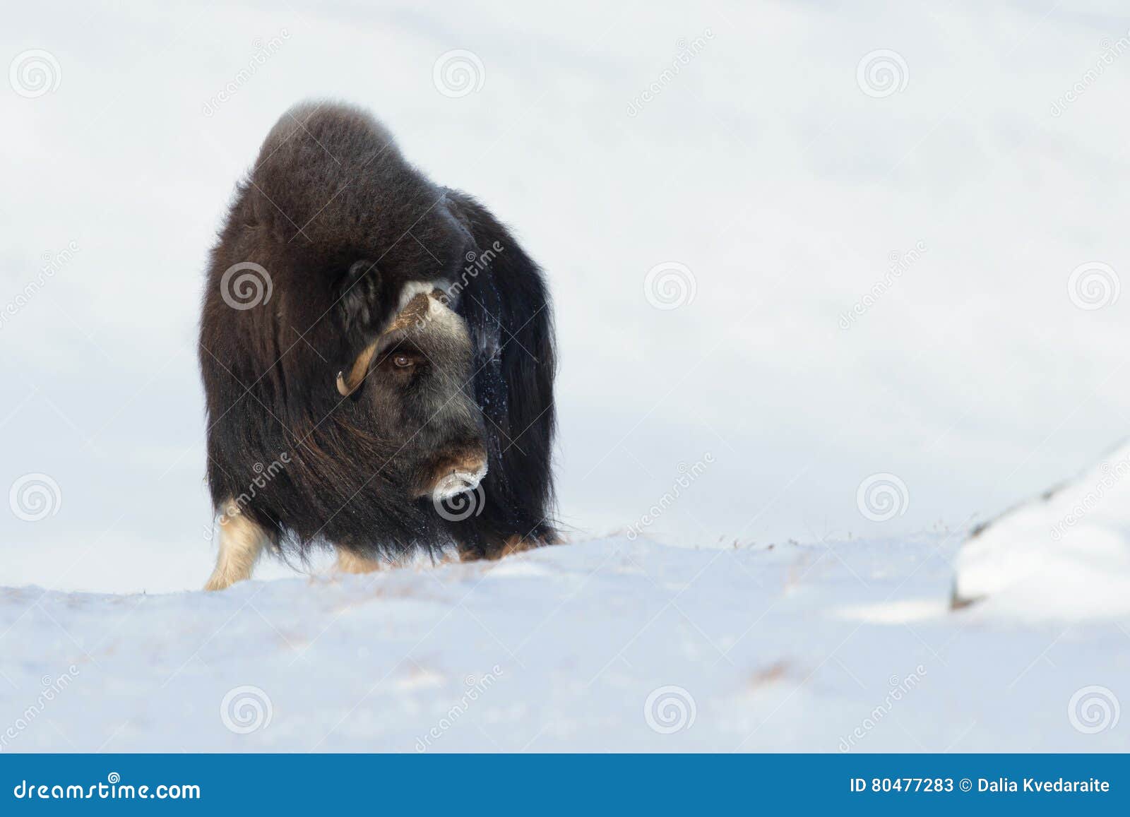 Musk Ox in winter stock image. Image of cold, horn, mammal - 80477283