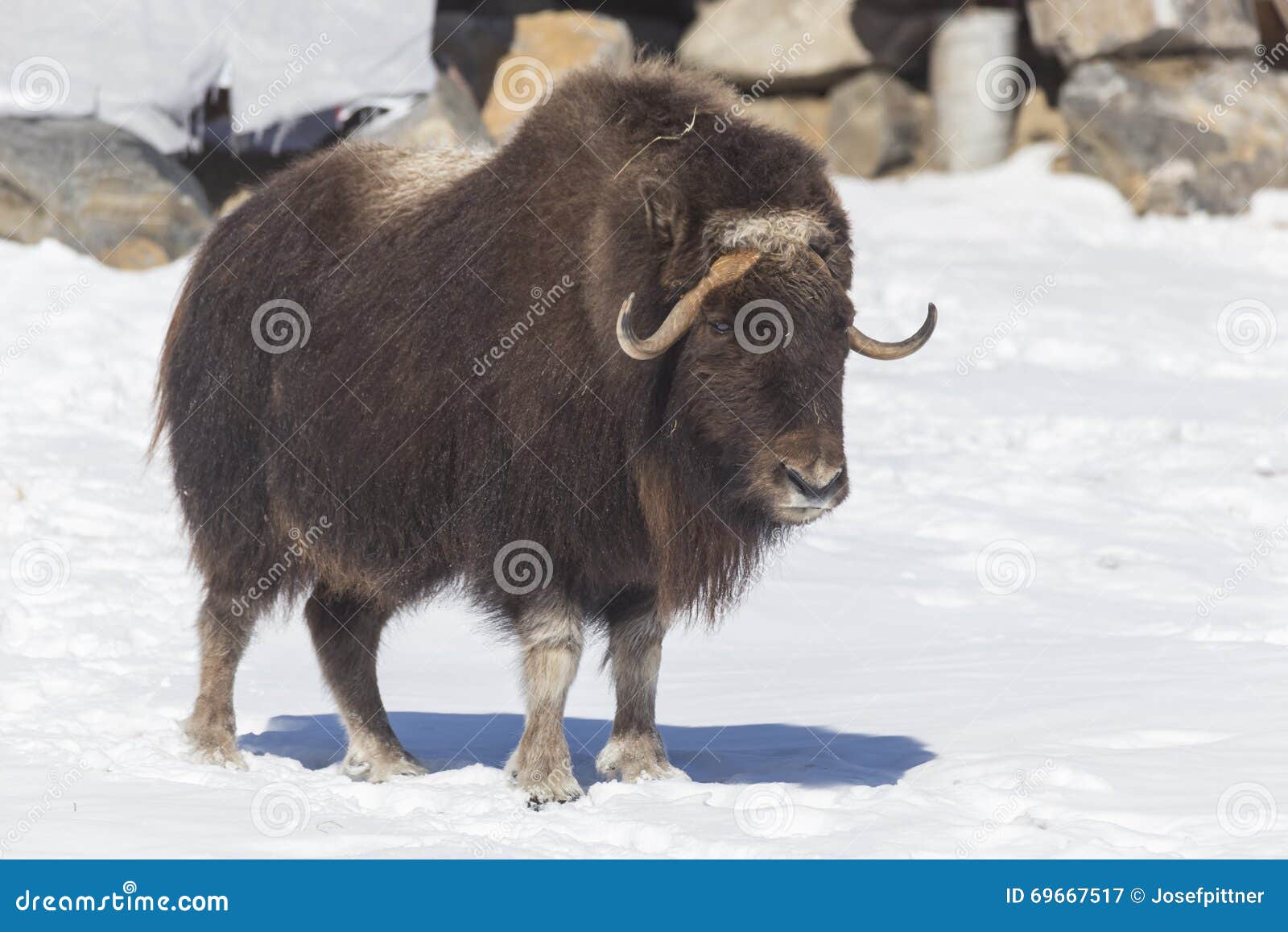 A Musk Ox in a Winter Scene Stock Image - Image of black, eating: 69667517