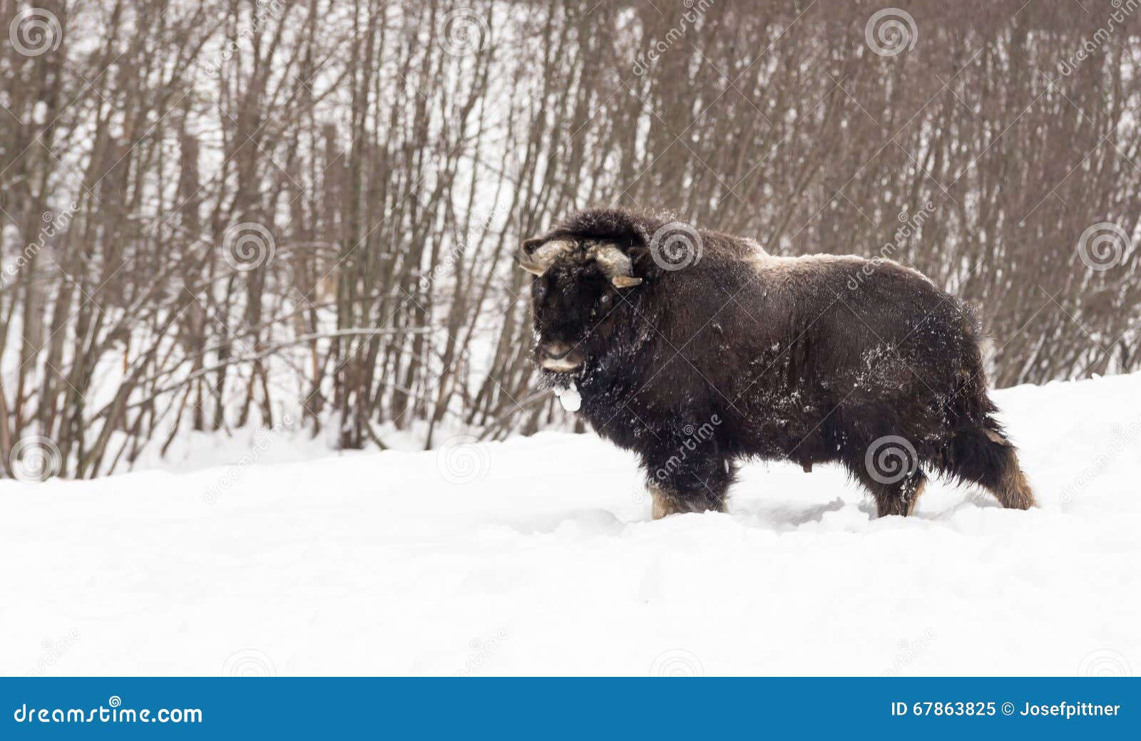 Musk ox in a winter scene stock image. Image of mature - 67863825