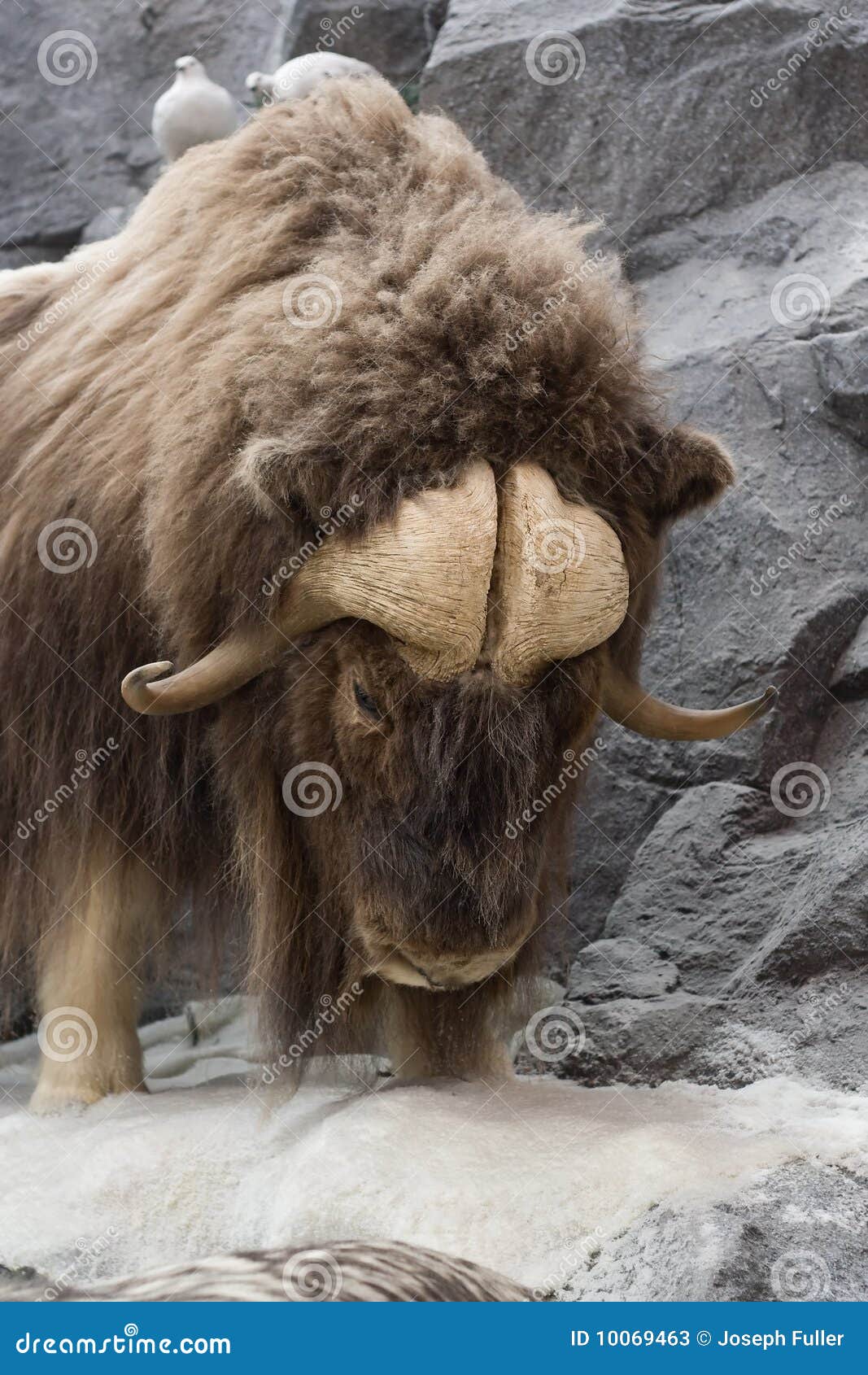 Musk Oxen stock image. Image of oxen, vertebrata, animalia - 10069463