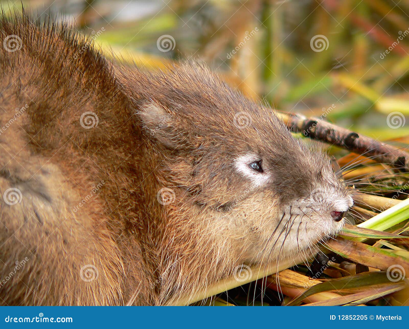 Musk-rat stock image. Image of beauty, tranquil, vertebrate - 12852205