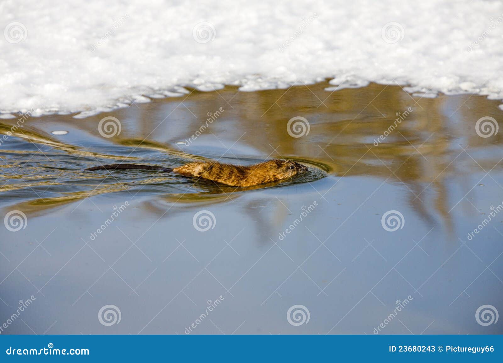 Musk Rat on Northern River stock image. Image of river - 23680243