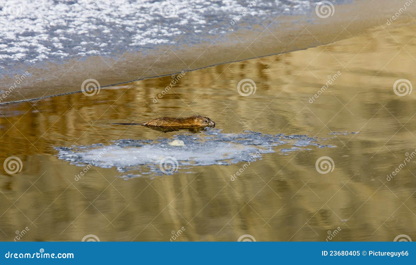 Musk Rat on Northern River stock image. Image of wildlife - 23680405