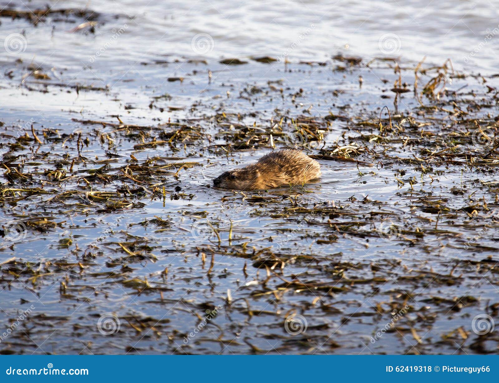 Musk Rat in Pond stock photo. Image of pond, marsh, cute - 62419318