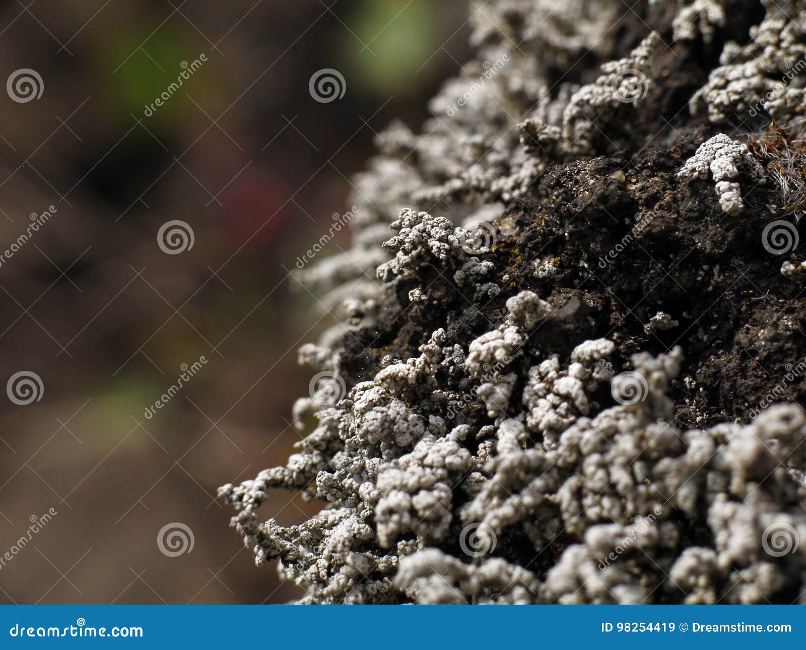 Musk stock image. Image of nature, stone, pattern, closeup - 98254419