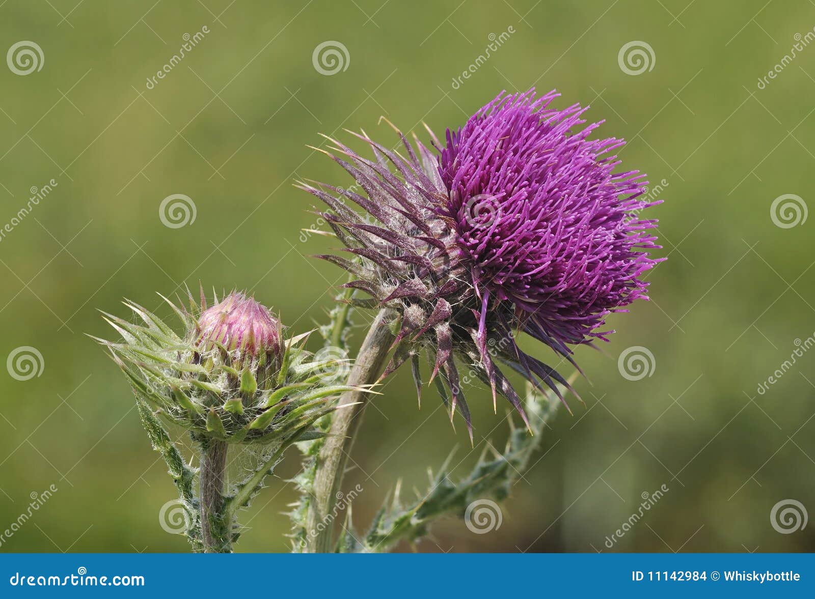 Musk Thistle - Carduus Nutans Stock Photo - Image of gloucestershire ...