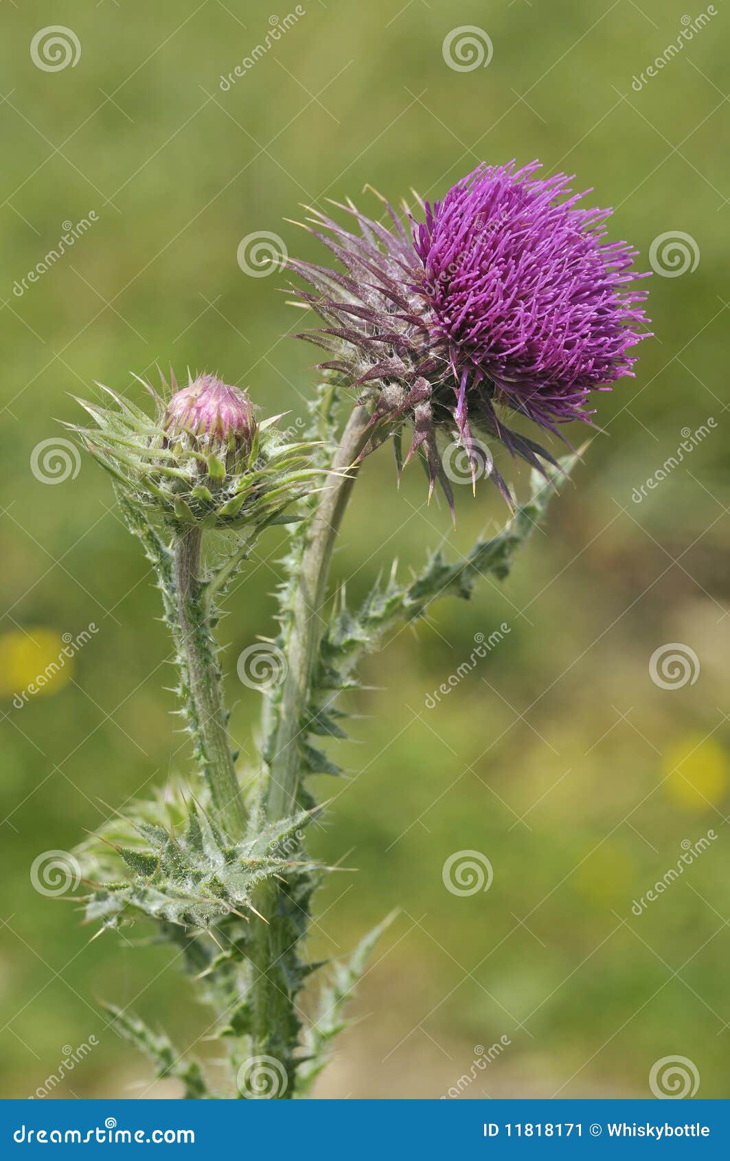 Musk Thistle - Carduus Nutans Stock Image - Image of portrait, vertical ...