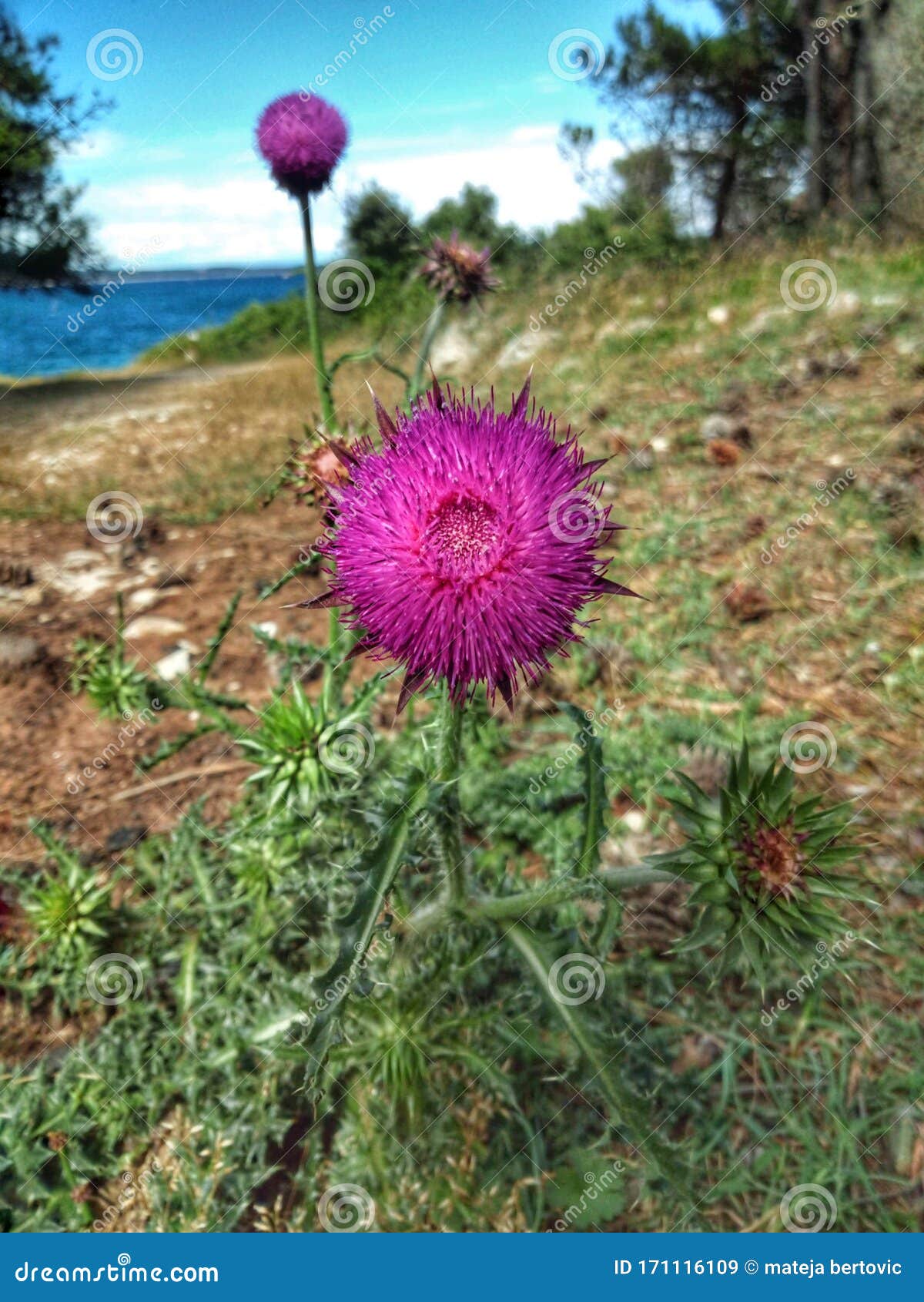 Musk thistle close up stock image. Image of flower, blooming - 171116109