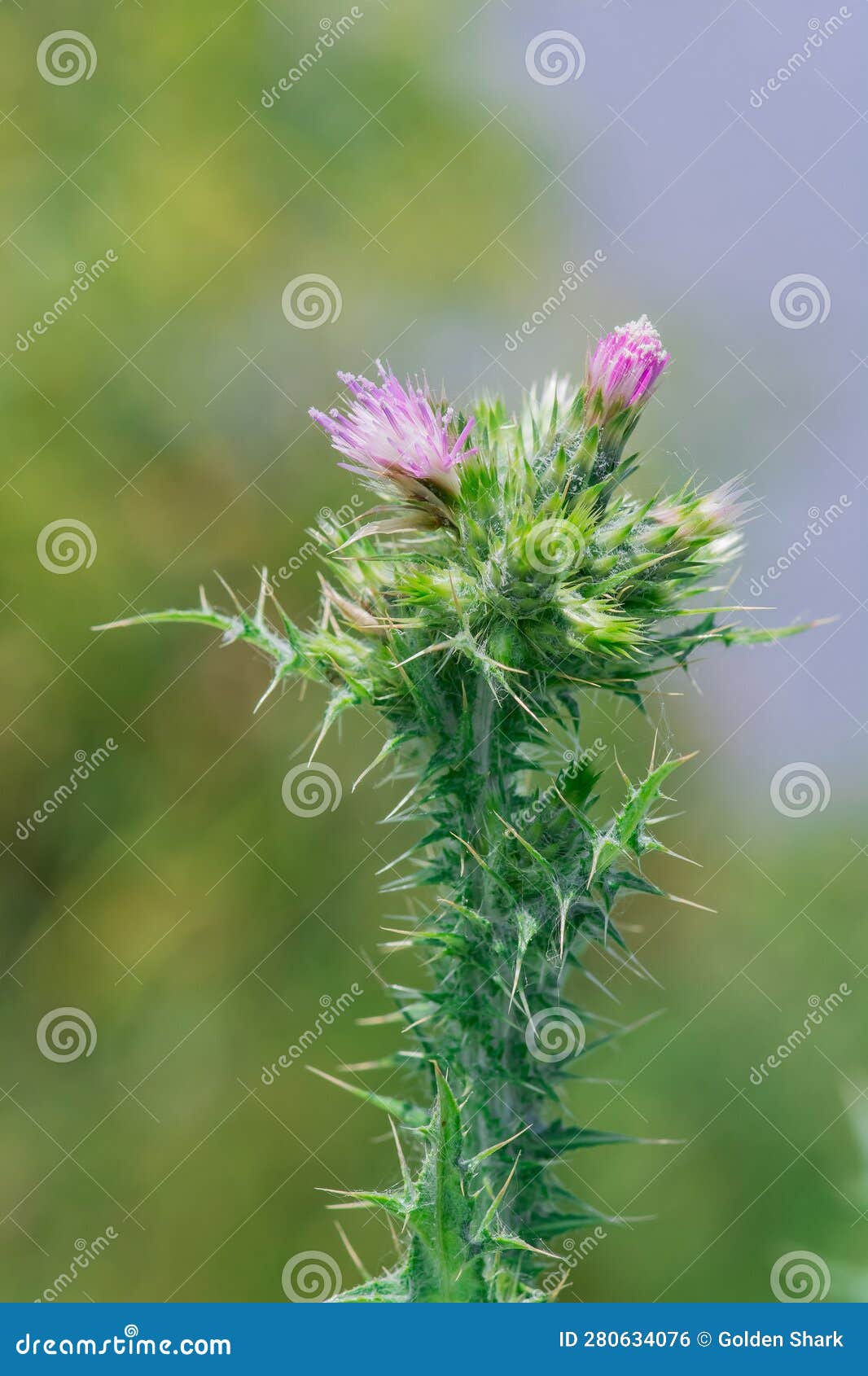 Musk Thistle Flower - Carduus Nutans Stock Photo - Image of green ...