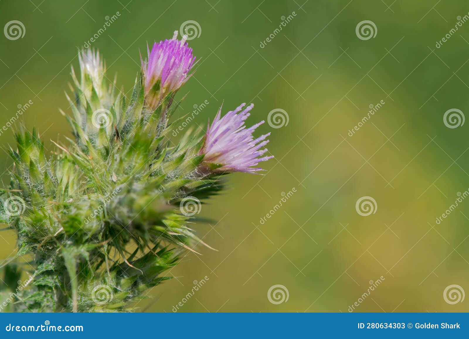 Musk Thistle Flower - Carduus Nutans Stock Image - Image of countryside ...