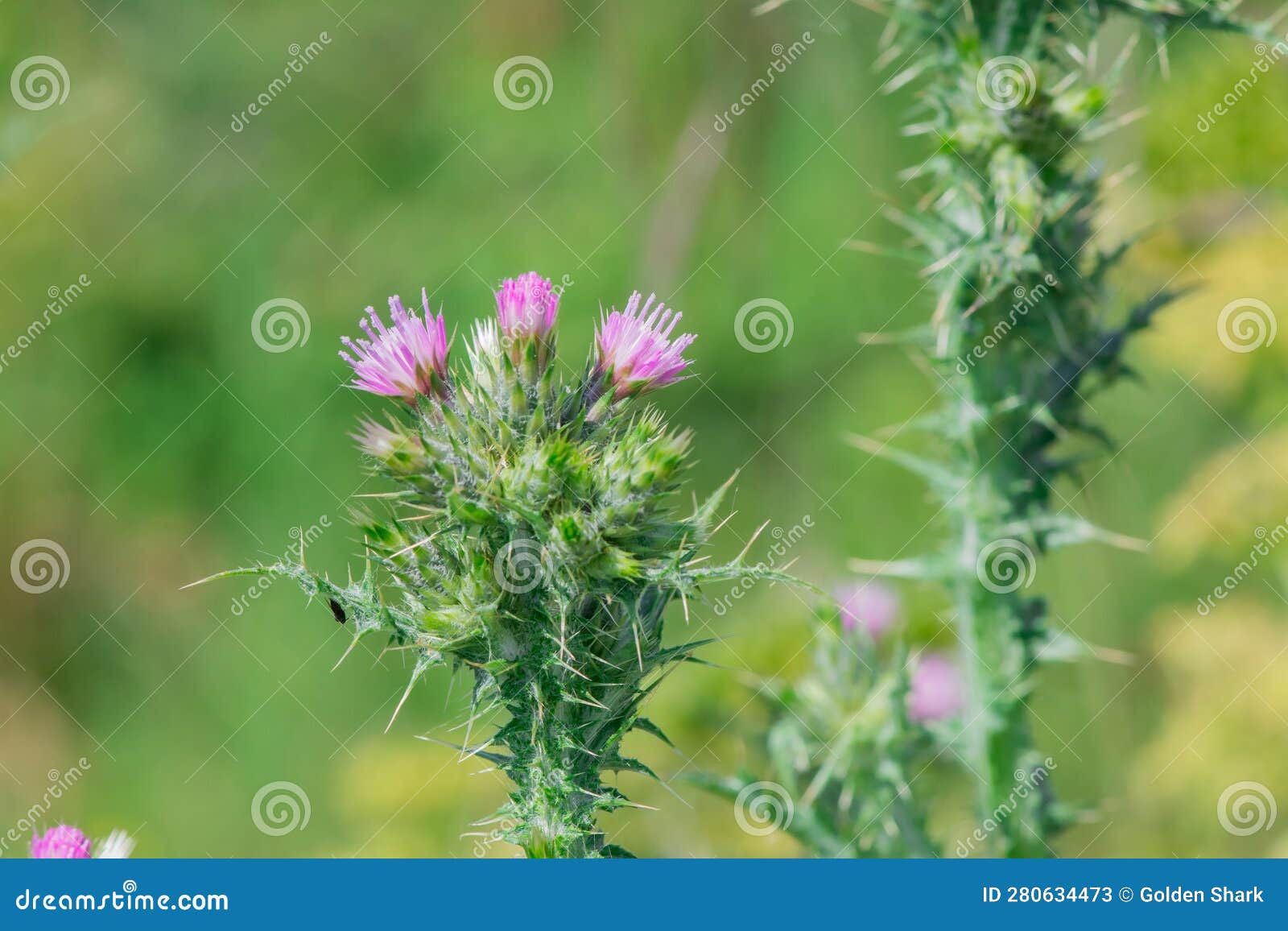 Musk Thistle Flower - Carduus Nutans Stock Image - Image of nature ...