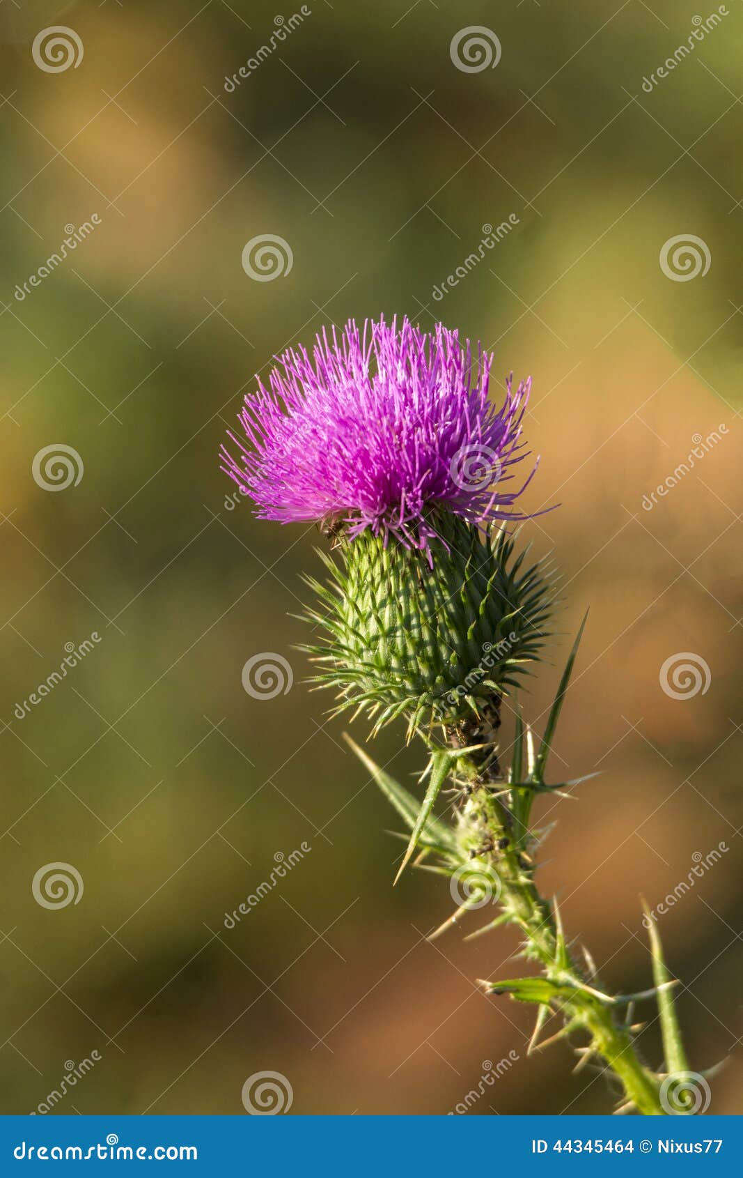 Musk thistle stock photo. Image of species, nature, flower - 44345464