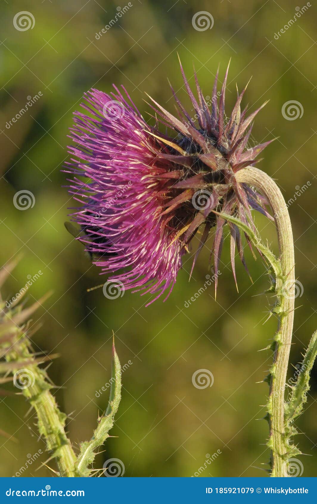 Musk Thistle stock image. Image of compositae, thistle - 185921079