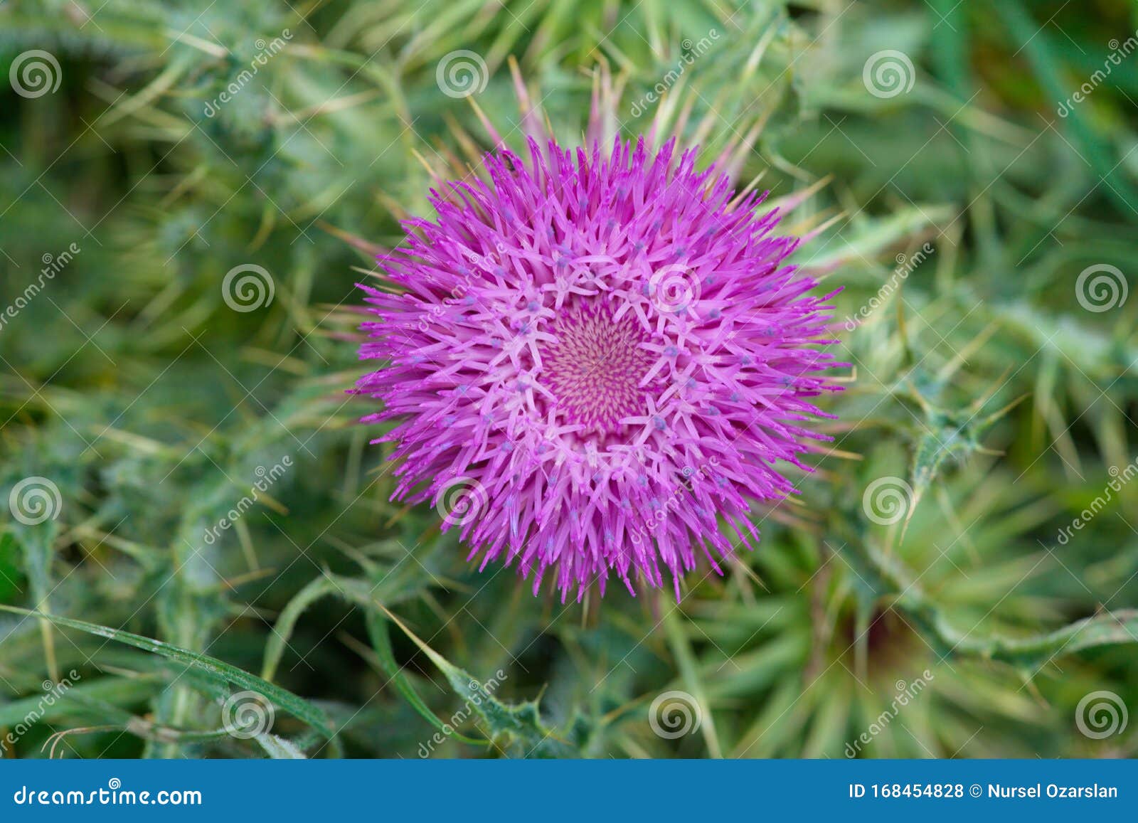 Musk thistle stock photo. Image of pull, drop, bloom - 168454828