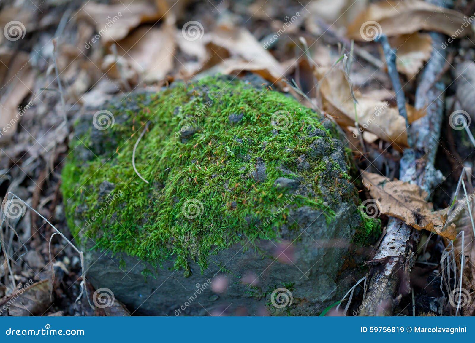Musk stock image. Image of forest, environment, river - 59756819