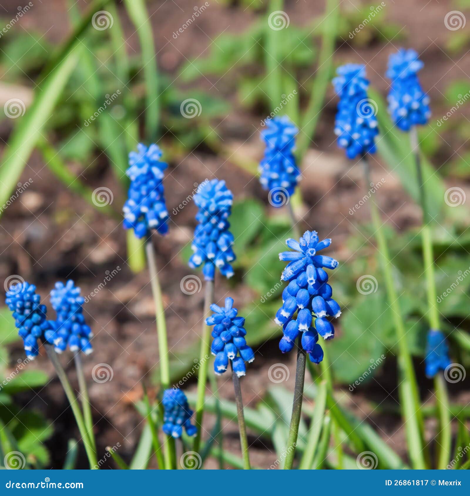 Muskari flowers stock image. Image of botanical, celebration - 26861817