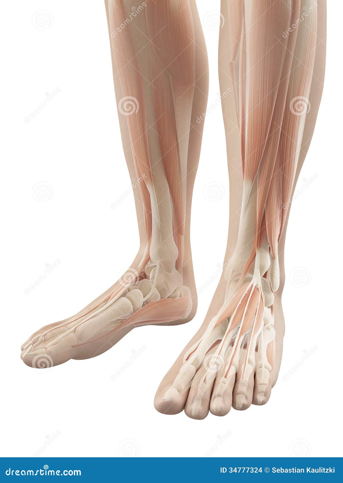 Muskler av foten stock illustrationer. Illustration av vetenskap - 34777324