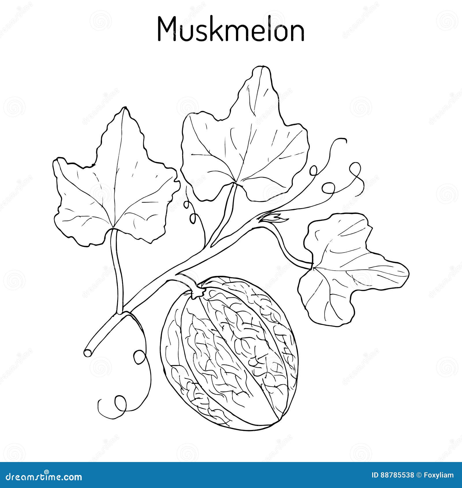 Muskmelon or Cucumis melo. stock vector. Illustration of health - 88785538