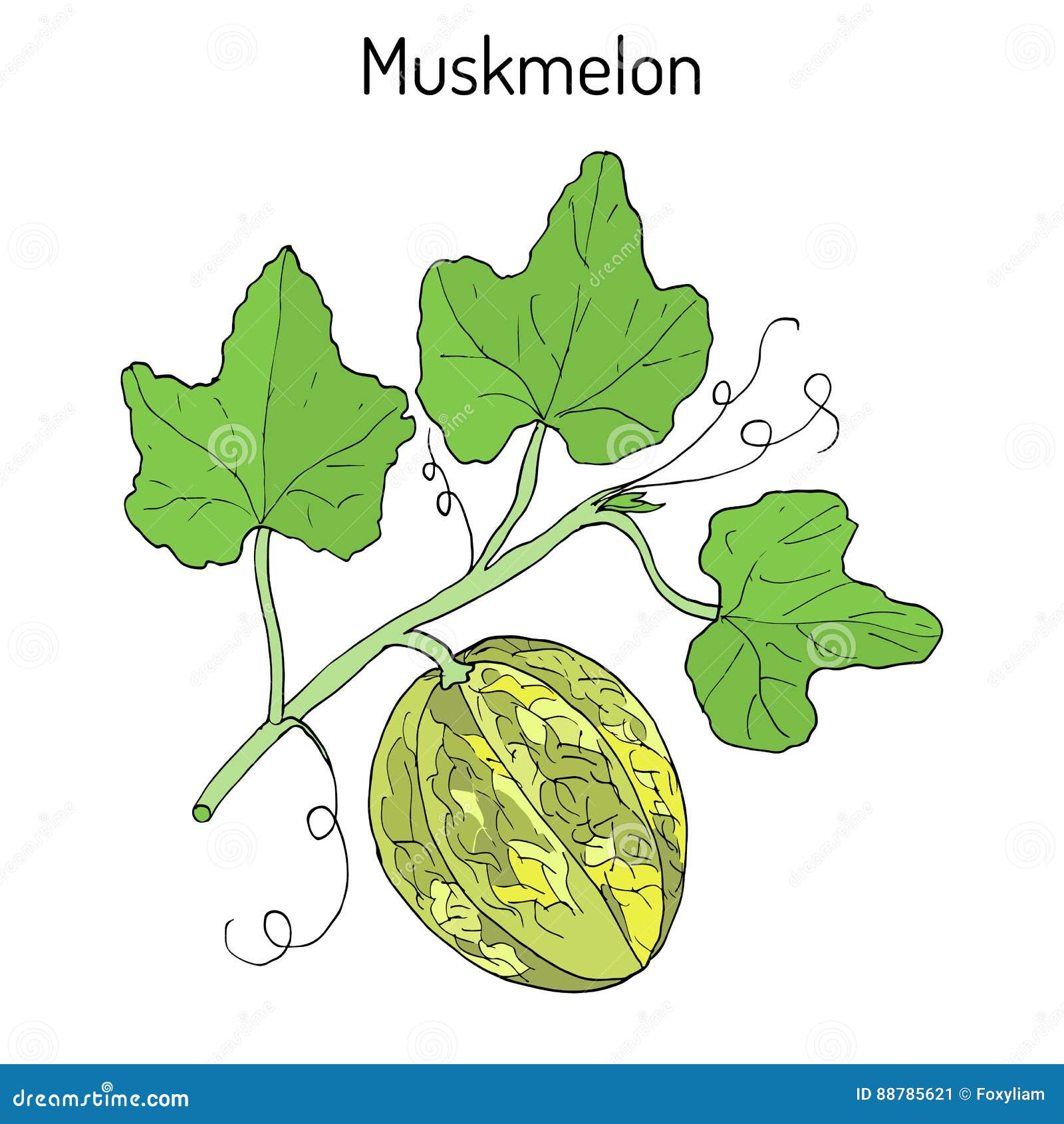 Muskmelon or Cucumis melo stock vector. Illustration of medicinal ...